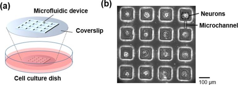 Neuroscience Breakthrough: In-Vitro Neurons Exhibit Advanced Brain-Like ...