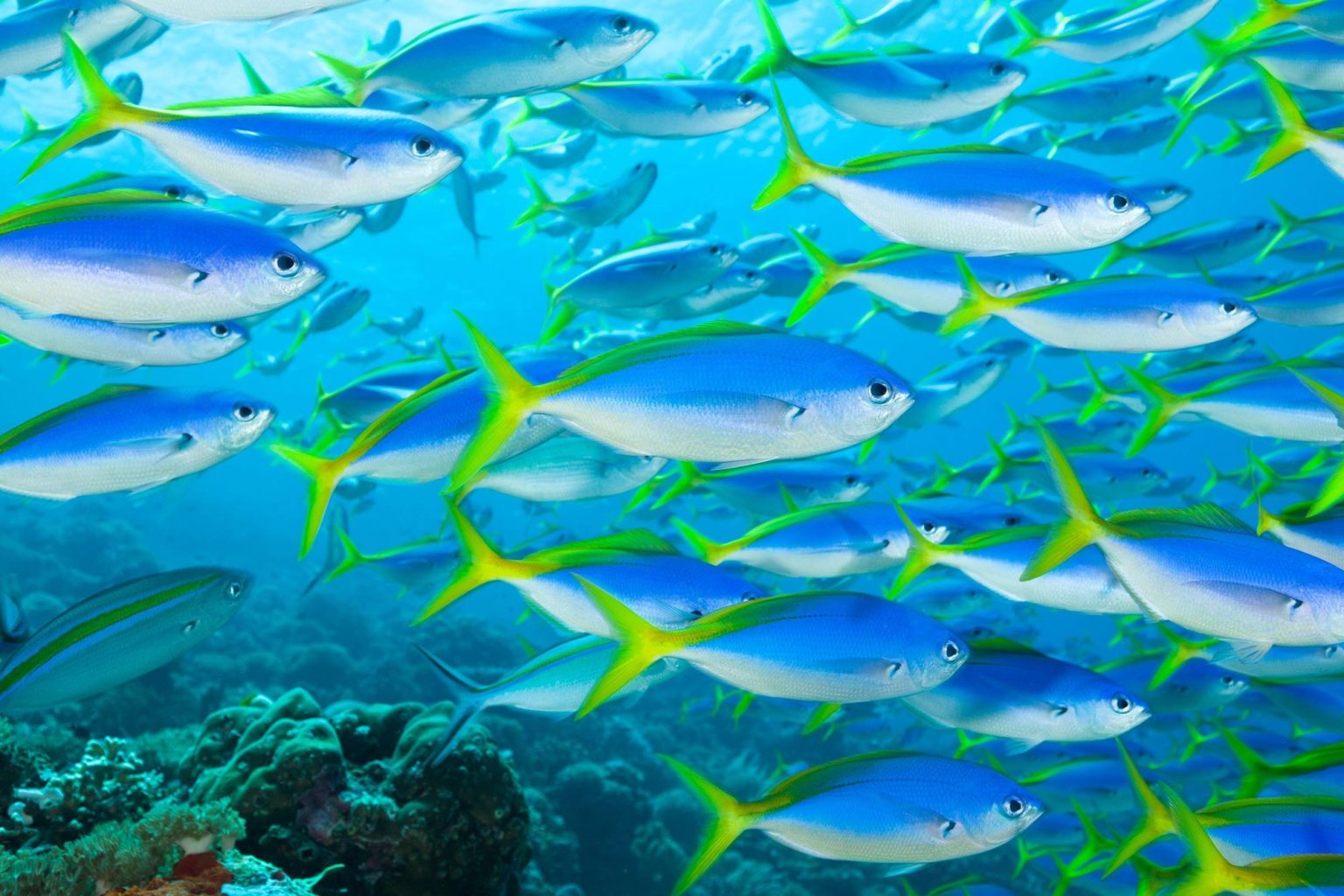 Tropical Fish Shoals Disrupted by Ocean Acidification and Warming