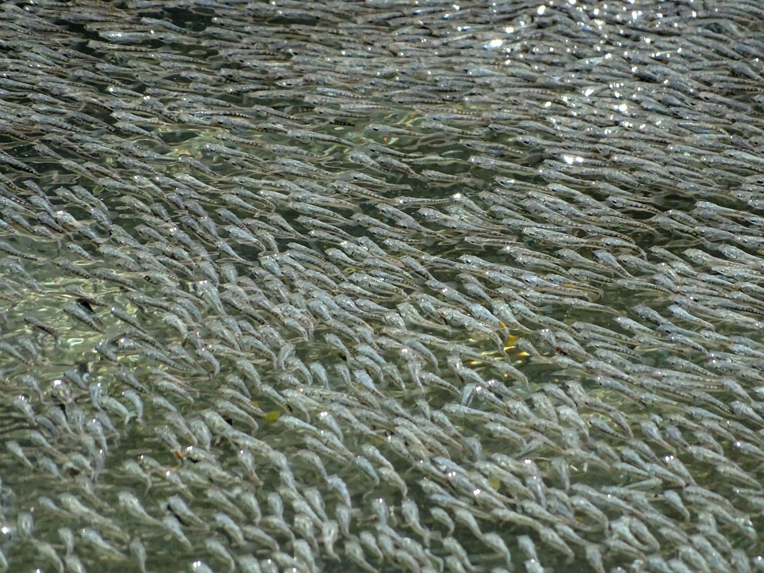 These Fish Work Together by the Hundreds of Thousands To Do the Wave ...