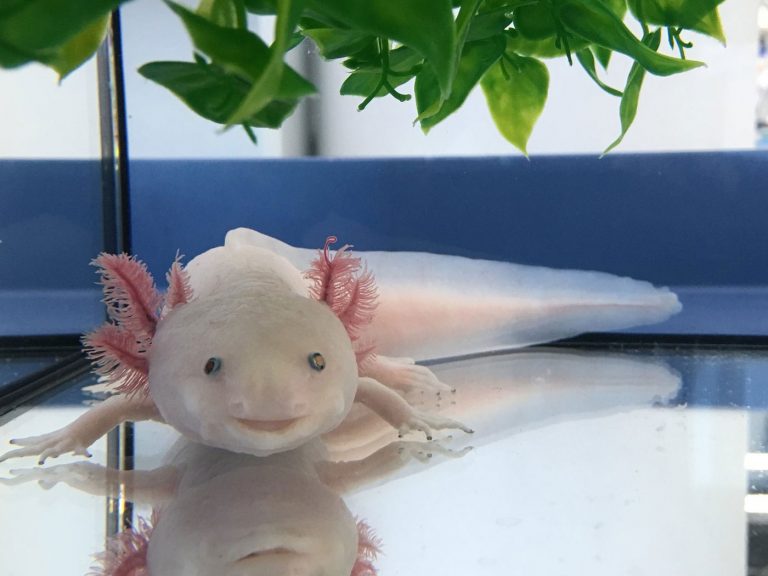 Scientists Sequence Largest Genome to Date, the Axolotl Genome