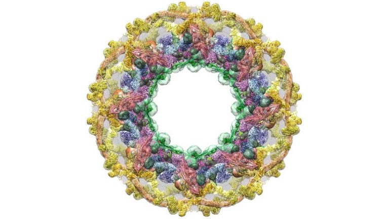 Scientists Map the Architecture of Nuclear Pore Complex in Yeast Cells