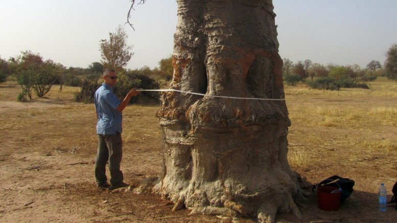 Earth’s Earliest Primates Lived in Trees