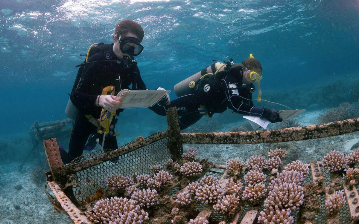 Coral Reefs Face Extinction Without Immediate Global Emission ...