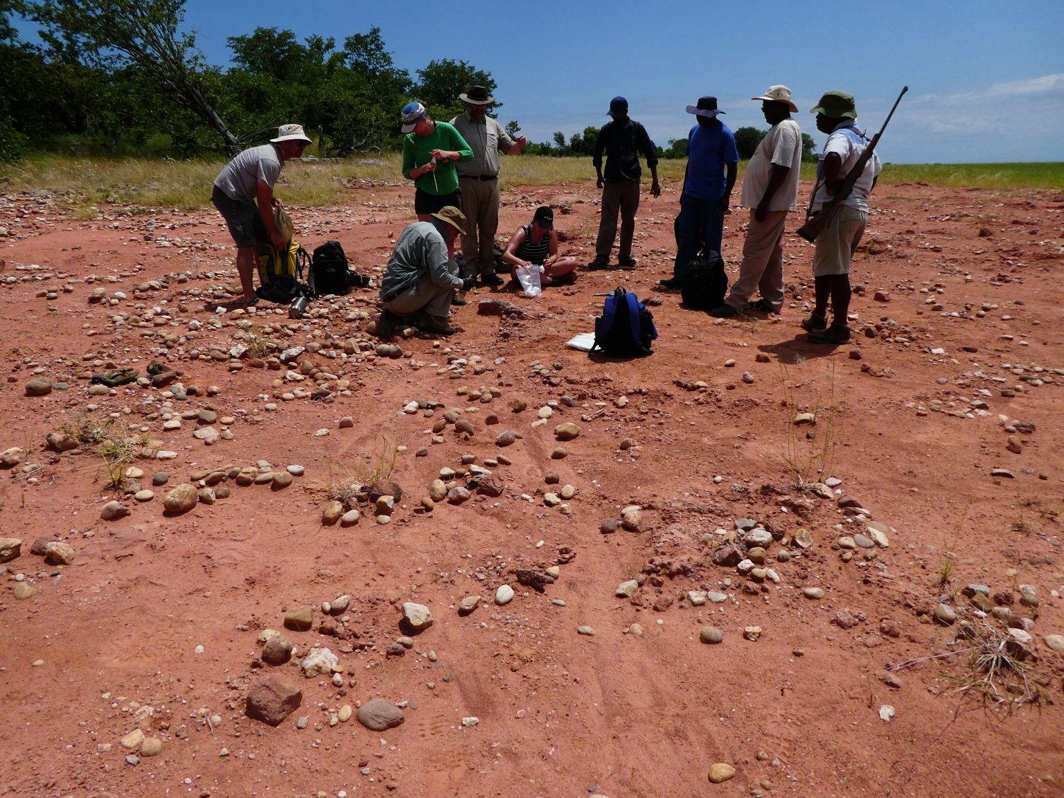 Prehistoric Puzzle Piece: Scientists Discover New Species of Dinosaur ...