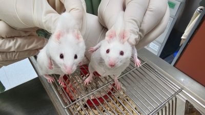 Scientists Create “Extraordinary” Mouse Using Gene Older Than Animal ...