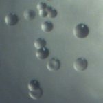 Scientists Reveal New Information to Improve Vaccinations Against ...