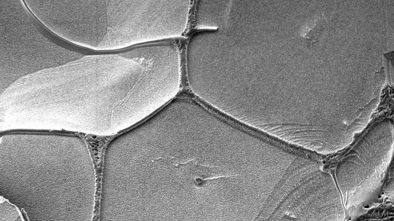Did Life Emerge in the “Primordial Soup” via DNA or RNA? Surprising ...