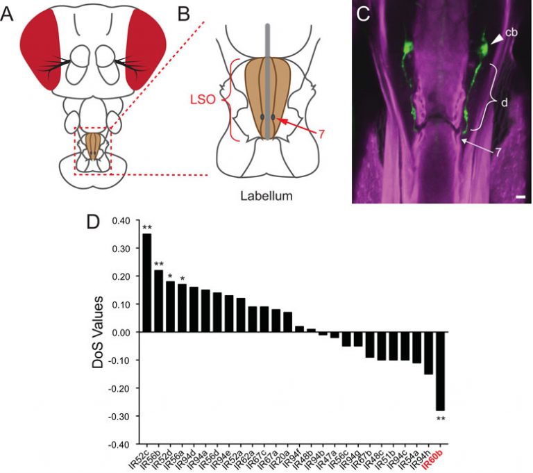 Yale Researchers Stop Sugar-Craving in Fruit Flies