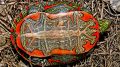 Painted Turtle Genome Reveals Clues to Extraordinary Adaptations