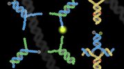 Study Shows Four-Stranded ‘Quadruple Helix’ DNA Structure in Human Cells
