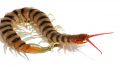 Large New Amphibious Centipede Species Discovered in Okinawa and Taiwan
