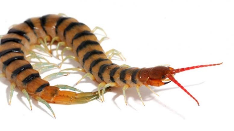 Large New Amphibious Centipede Species Discovered in Okinawa and Taiwan
