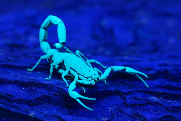 New Fluorescent Compound Identified in Scorpions Could Help Protect ...
