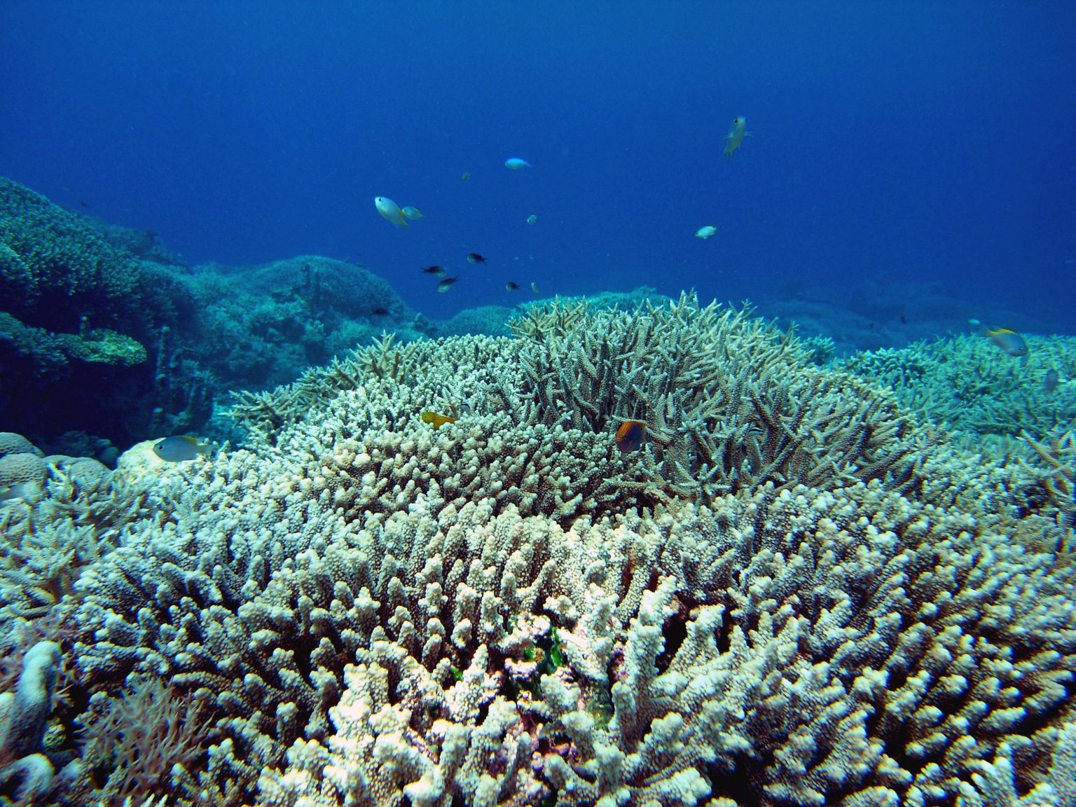 Cyclones Can Damage Distant Coral Reefs 1000 Km Away – 10x Further Than ...
