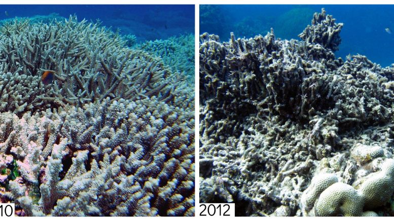 Red Sea Rainforests: Coral Reef Ecosystems Thrive off the Coast of ...