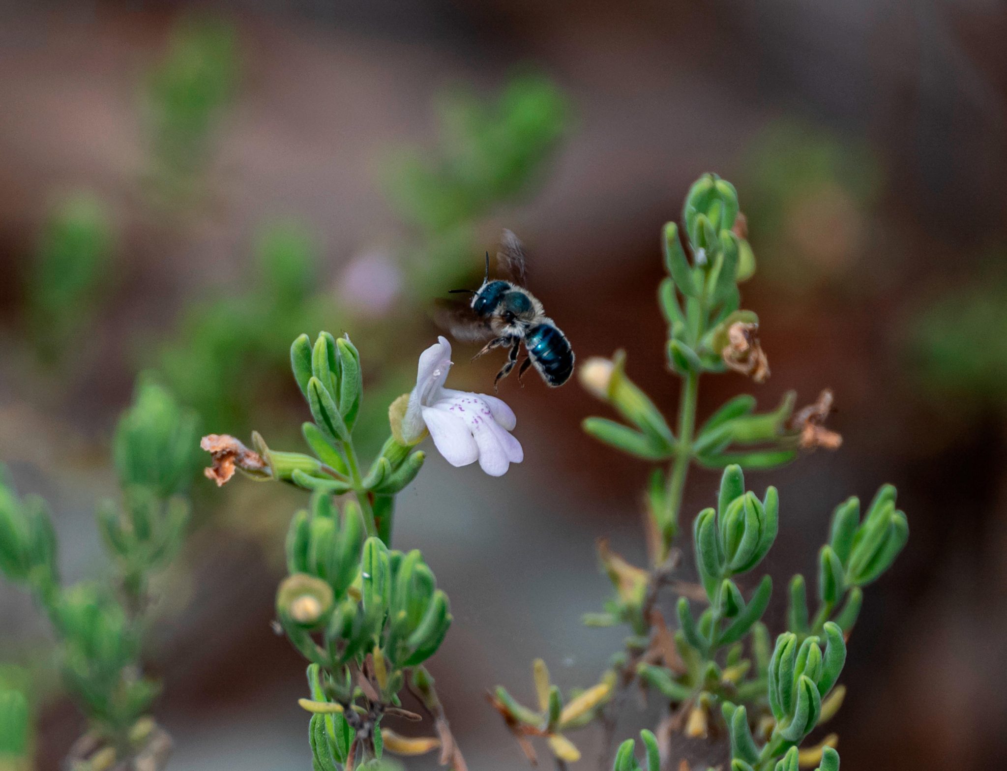 This Ancient Lineage of Cryptic Plants Is Millions of Years Old. They ...