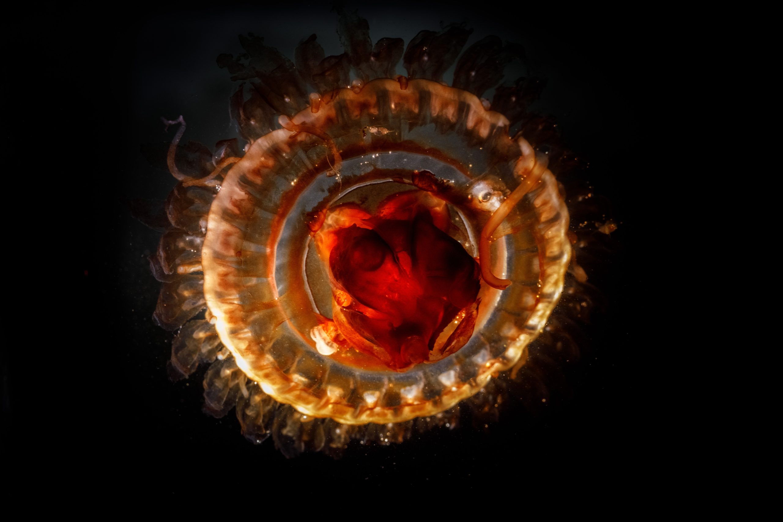 Fish Feast on Jellyfish: Surprising Discovery Challenges Marine Food ...