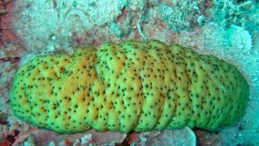 Endangered Delicacy: Tropical Sea Cucumbers in Trouble – Critical for ...