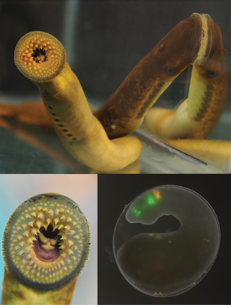 Scientists Have Uncovered Remarkable Similarities Between This Sea ...