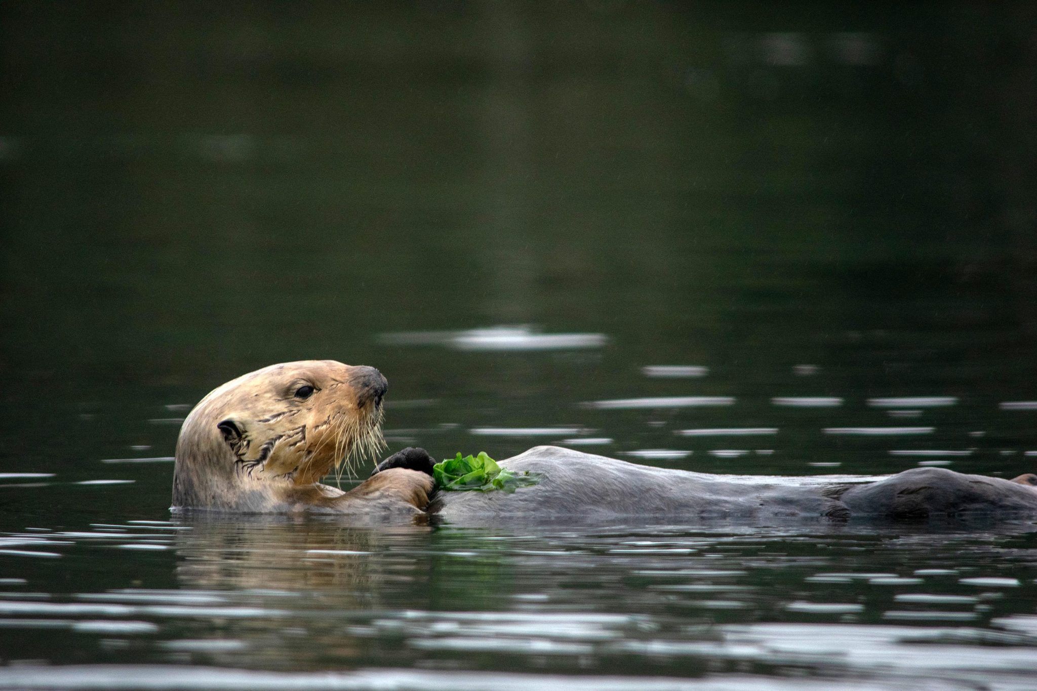 Otterly Amazing: How Sea Otters Are Saving California’s Coasts
