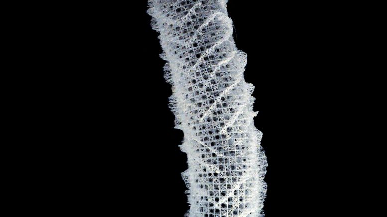 Surprise in the Deep Sea: Mysterious Ocean-Floor Trails Show Arctic ...