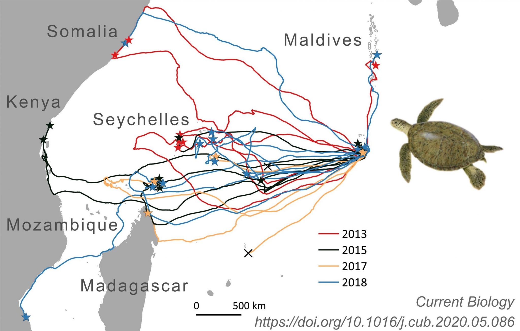 Sea Turtles Complete Impressive Feats of Navigation Despite ...