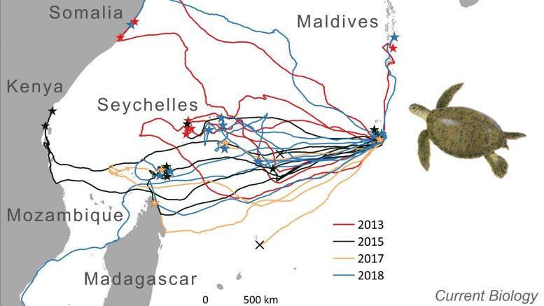 Painted Turtle Genome Reveals Clues to Extraordinary Adaptations
