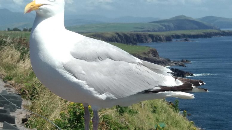 Vast Seabird Colony Creates “Halo” of Depleted Fish Stocks