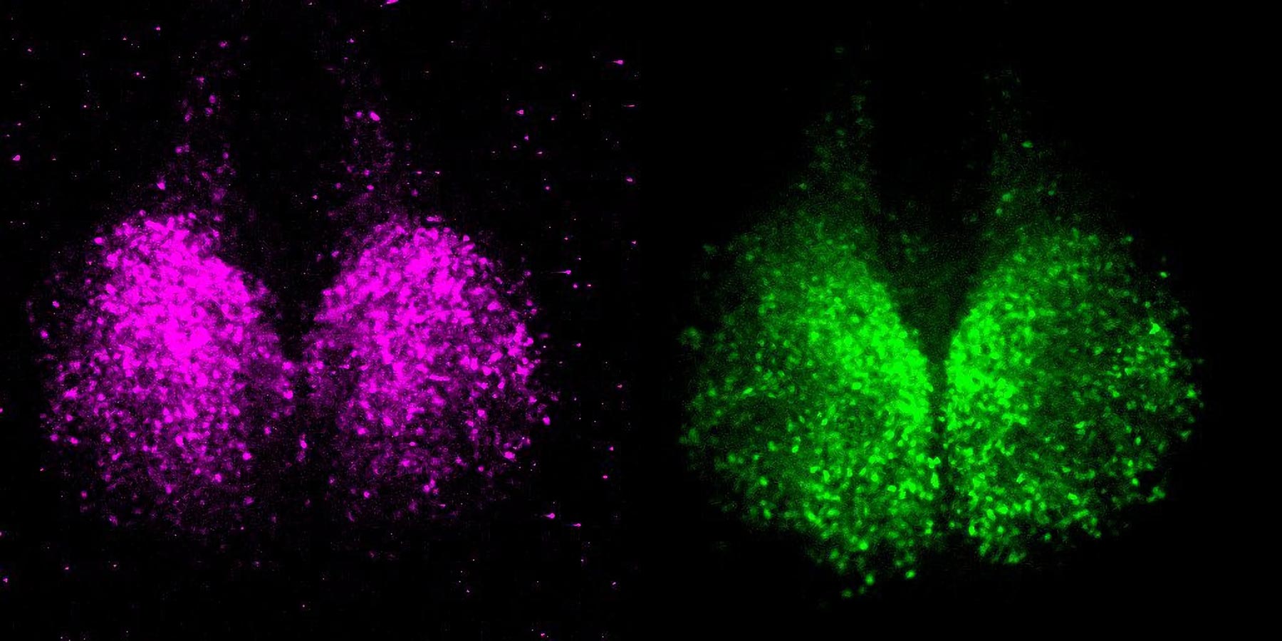 Clockwork Biology: cAMP Molecules Illuminate Circadian Rhythm Mysteries