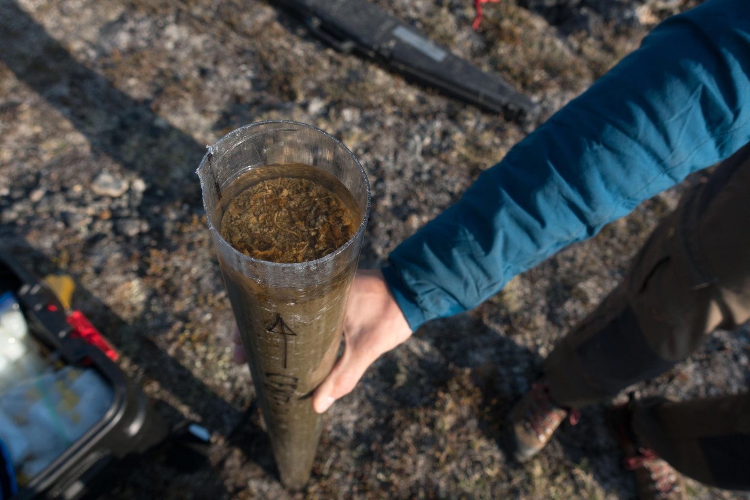 Ancient DNA Reveals Arctic Was Once Lush and Green, Could Be Again