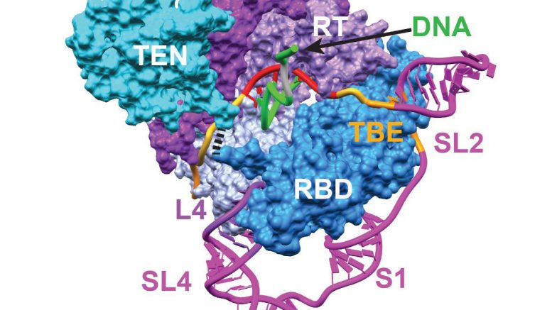 p65 Protein and Its Interaction With Telomerase RNA