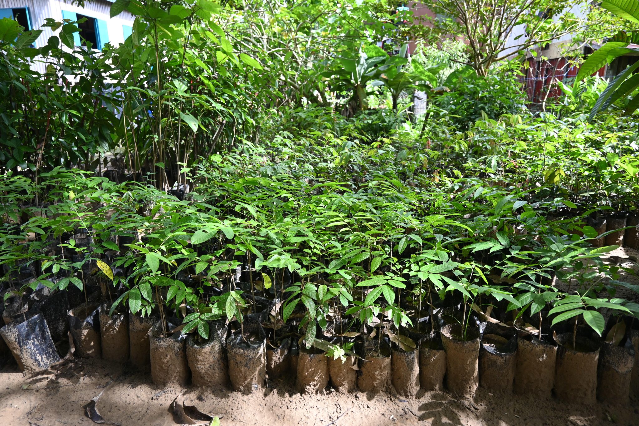 New Study: Half of Replanted Tropical Trees Don’t Survive