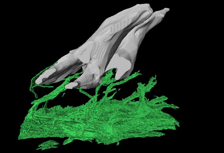 Paleontologists Uncover 465-Million-Year-Old Secret: The True Purpose ...