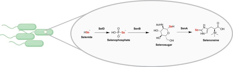 Selenium Might Be More Biologically Important Than We Thought