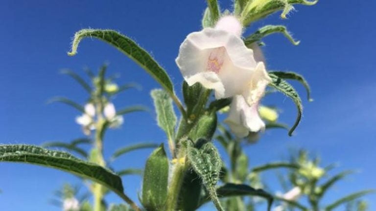 Sesame Crop Yields Stable in Drought Conditions