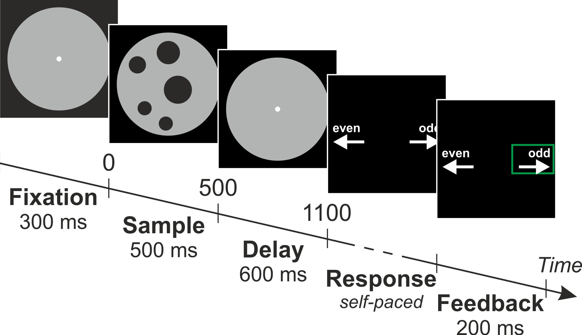 Counting Conundrum – Nerve Cells Can Detect Small Numbers of Things ...