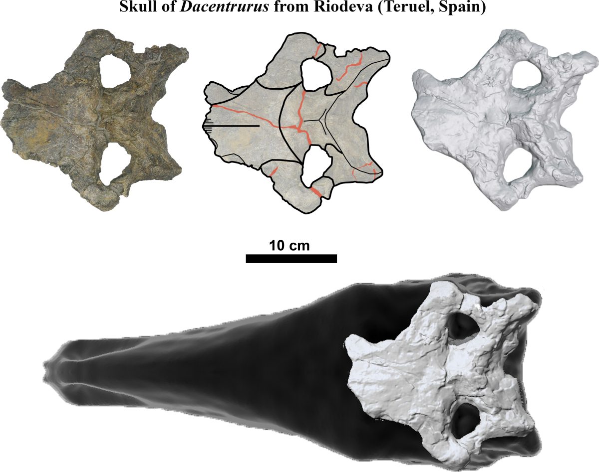 150-Million-Year-Old Stegosaurus Skull Rewrites Dinosaur Evolution