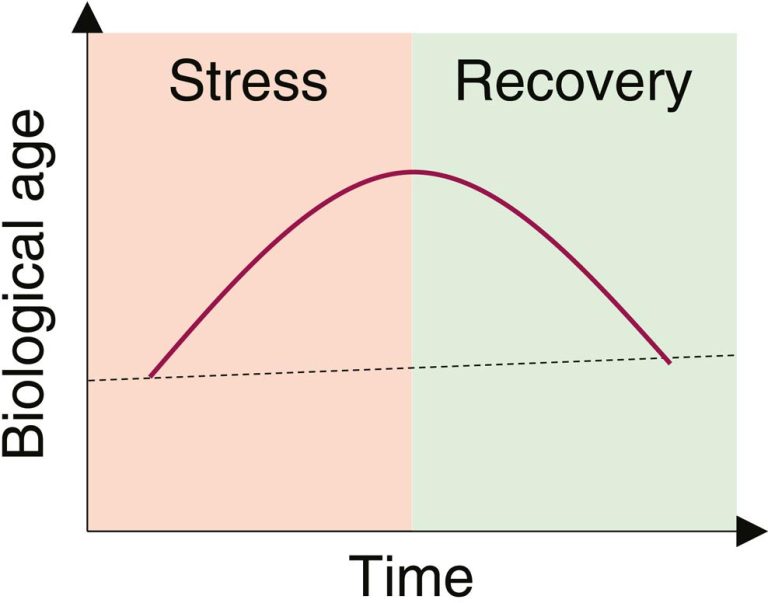 Turn Back the Clock: Reversing Stress-Induced Biological Aging