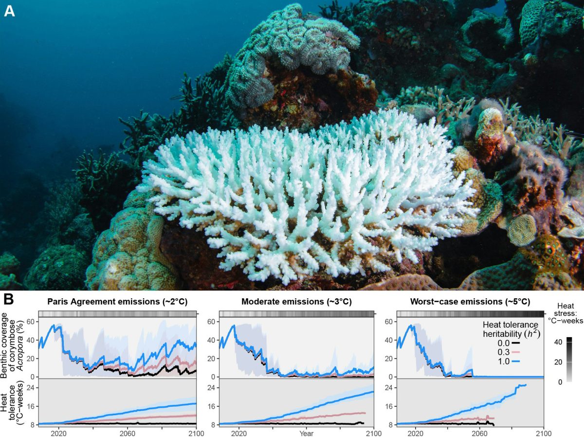 Coral Reefs Face Extinction Without Immediate Global Emission ...