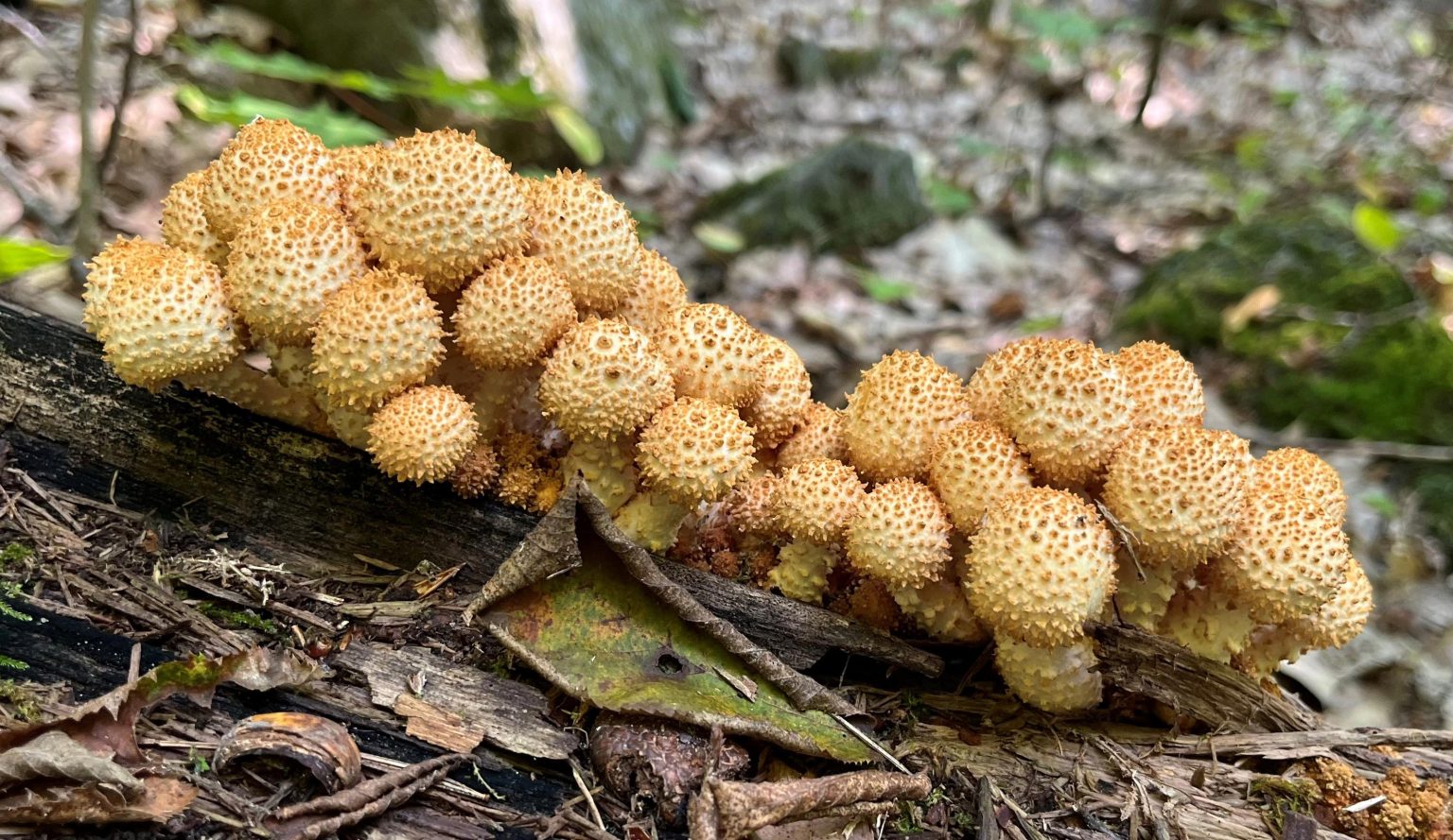 Understanding the Mystifying Function That Fungi Play in Ecosystems