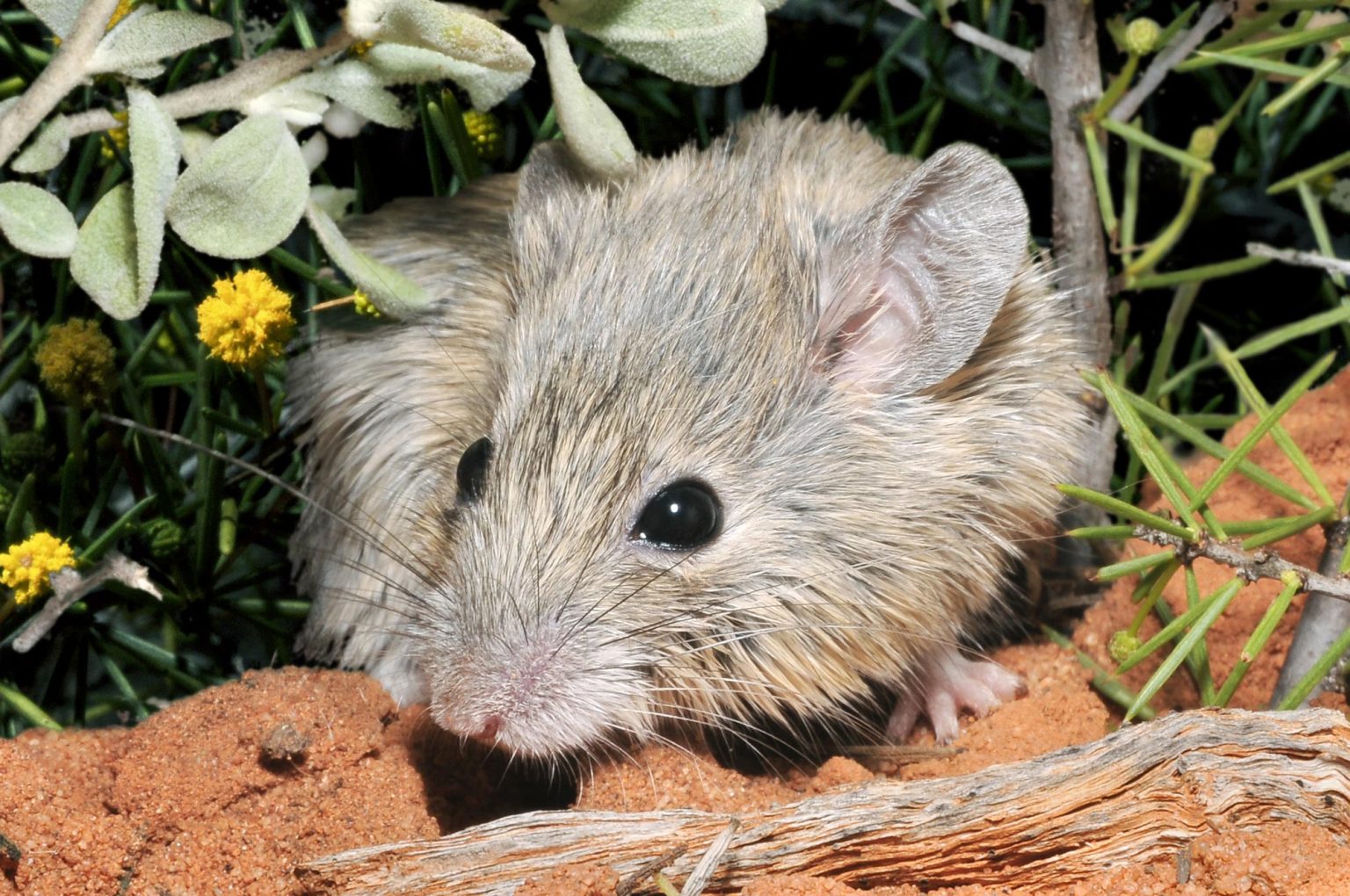 Shock Find Brings Extinct "Shark Bay" Mouse Back From the Dead