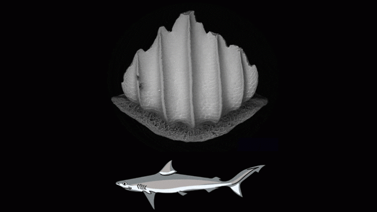 What Physicists Can Learn From the Unique Spiral Shape of Shark Intestines