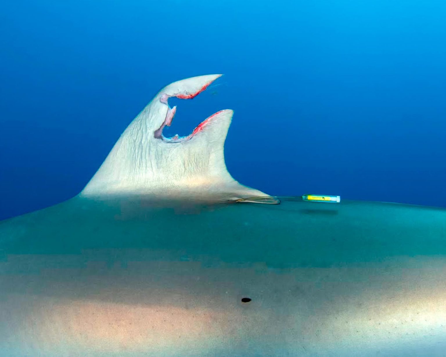 Researcher Accidentally Discovers Shark’s Amazing Power To Regenerate ...