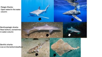 Evolutionary Ingenuity: How Ancient Sharks Survived Earth’s Hottest Oceans