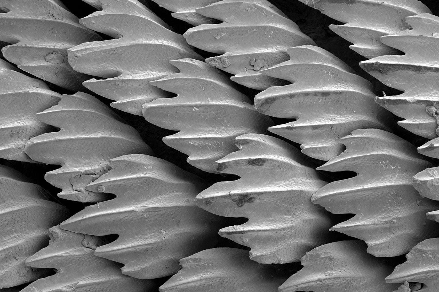 Ocean Acidification From Climate Change Is Damaging Shark Scales