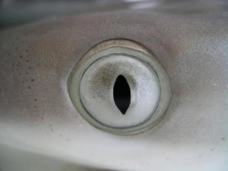 Fascinating Shark and Ray Vision Evolution Research Reveals Sharks Can ...