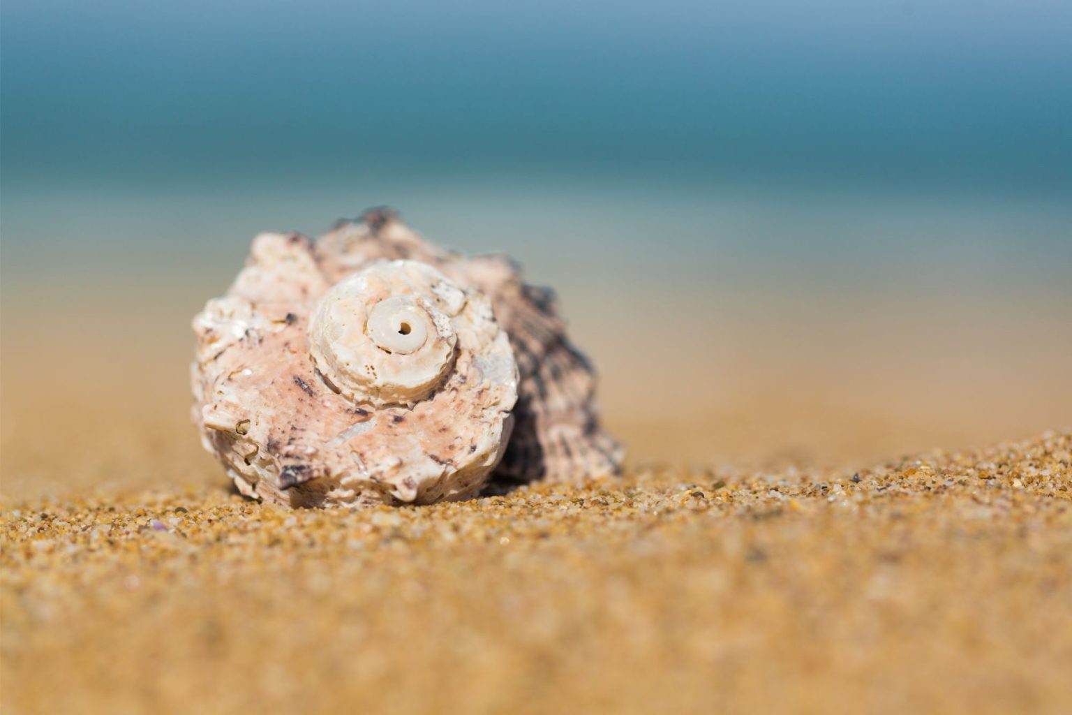 How Do Living Organisms Produce Minerals Like Shells? Scientists Unlock ...