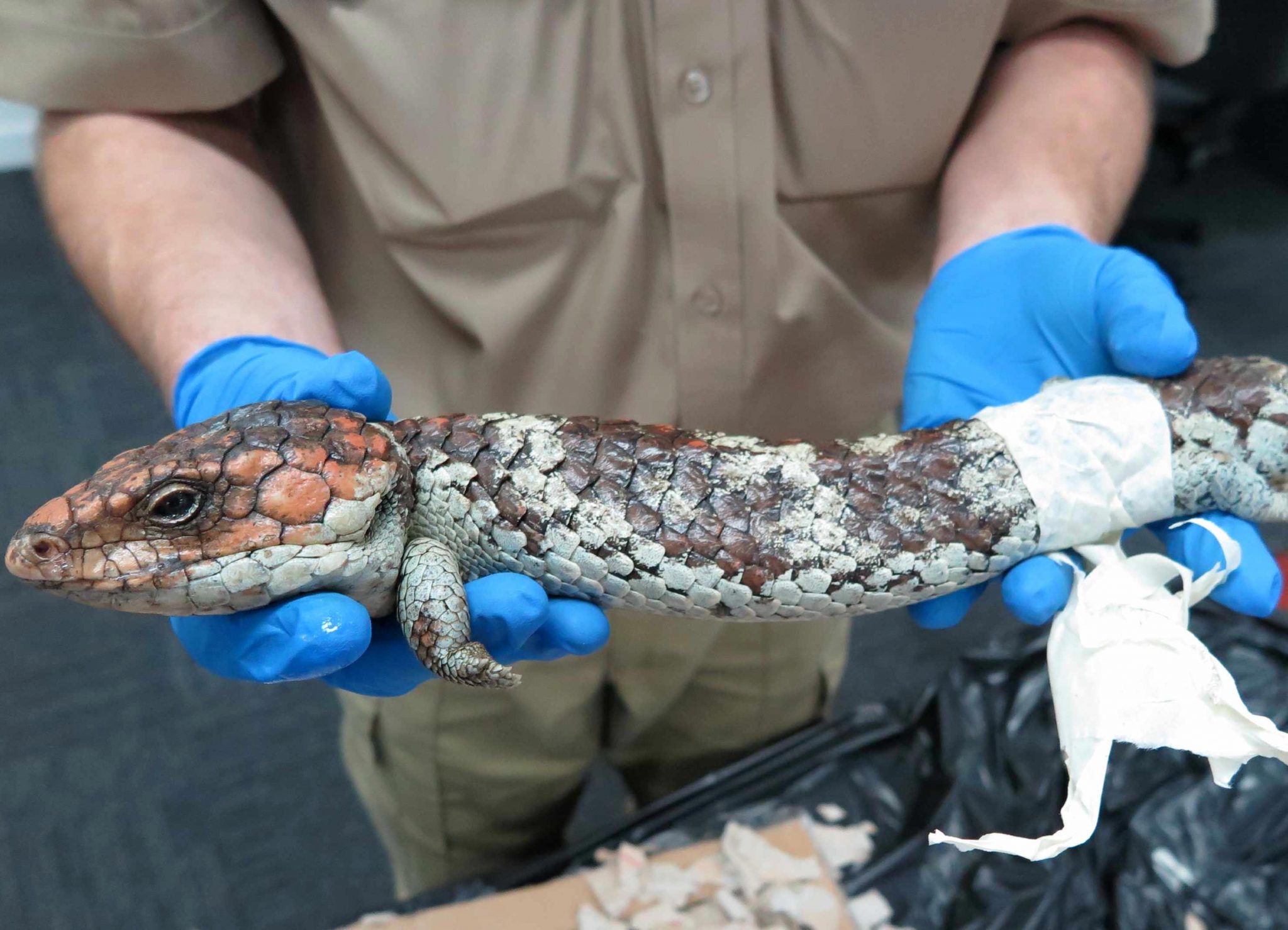 Stopping the Illegal Trade of Australian Reptiles