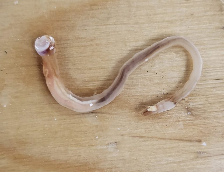 Scientists Unravel 2 000 Year Old Shipworm Mystery The Worlds Most Destructive Mollusk