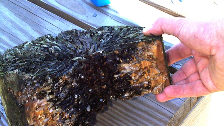 Scientists Unravel 2,000-Year-Old Shipworm Mystery: The World’s Most ...